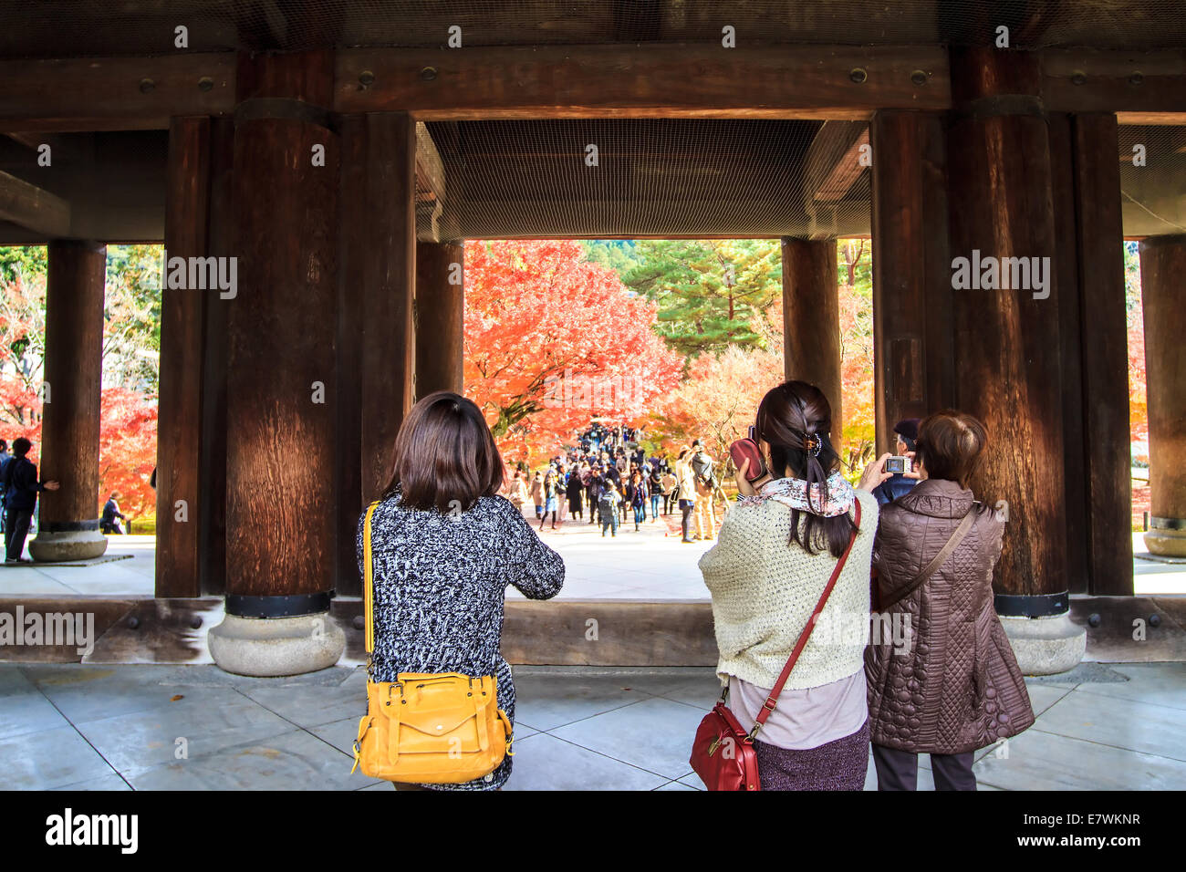 Japanese maple momiji hi-res stock photography and images - Alamy