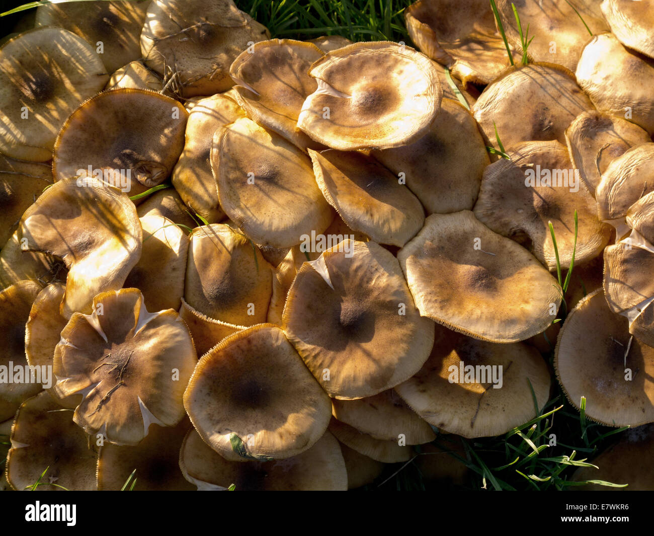 Close up view of the common yellow Russula fungus Stock Photo - Alamy