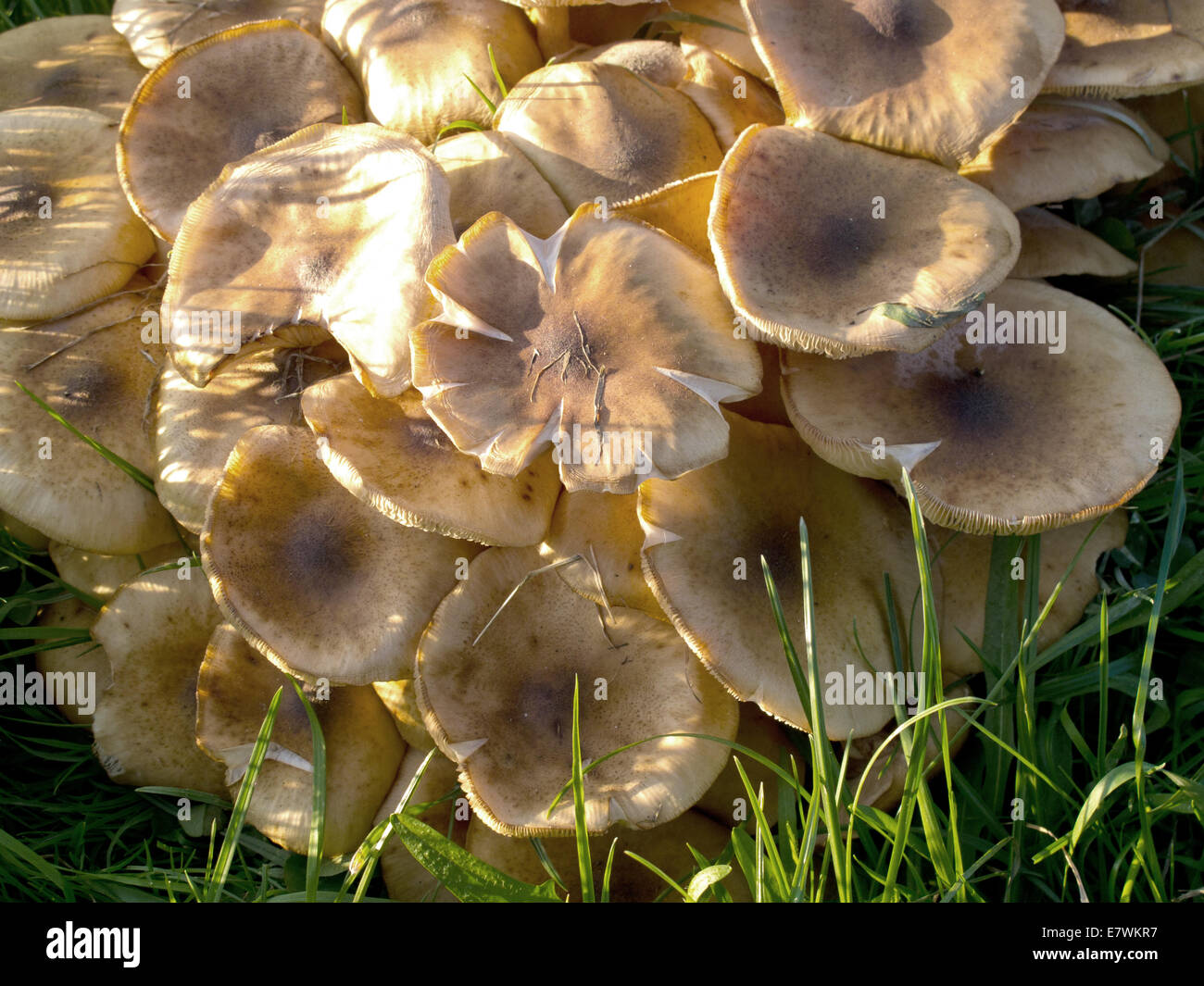 Close up view of the common yellow Russula fungus Stock Photo - Alamy
