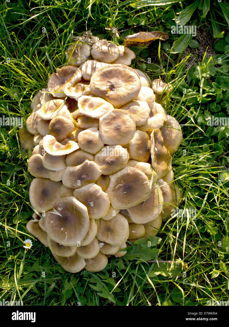 Close up view of the common yellow Russula fungus Stock Photo - Alamy