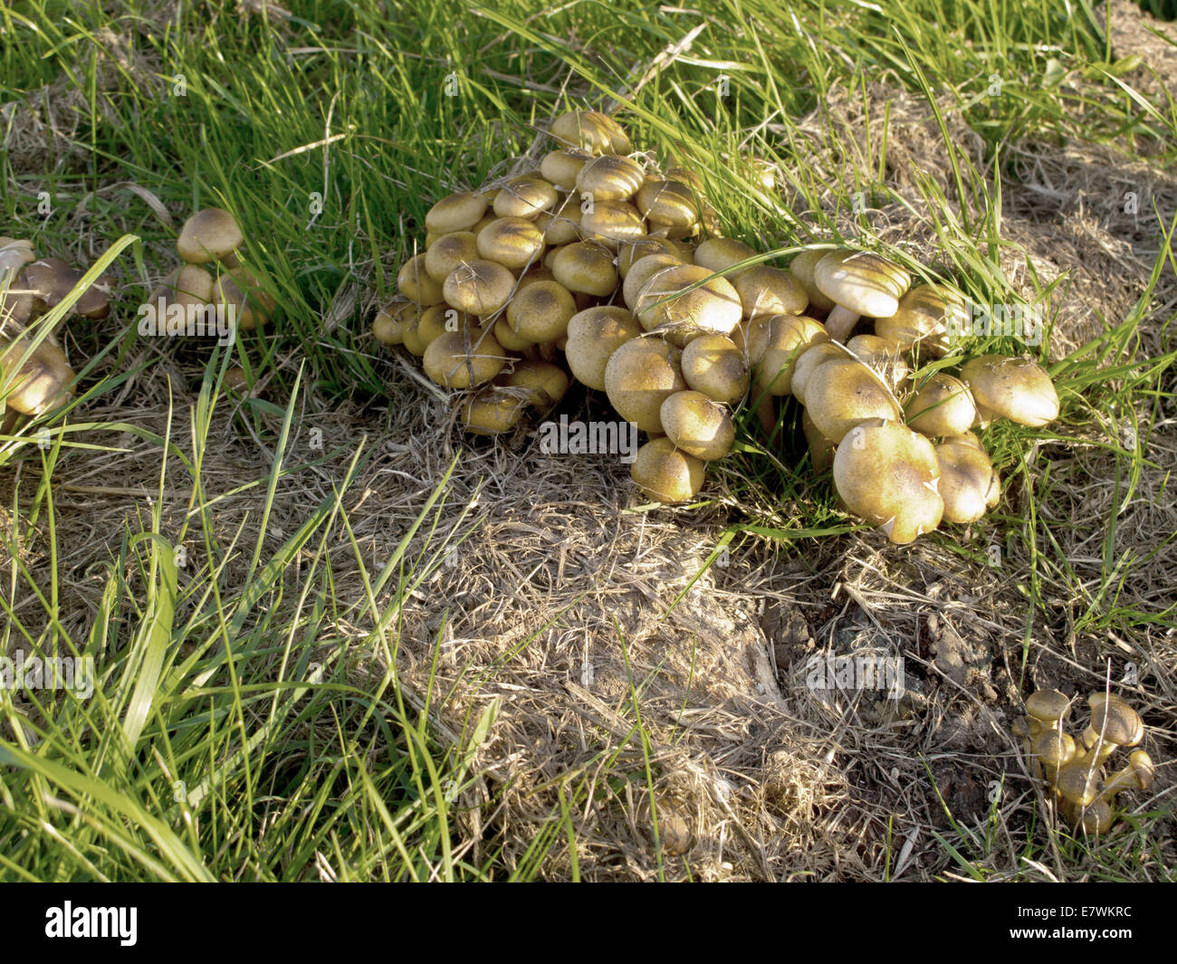Close up view of the common yellow Russula fungus Stock Photo - Alamy