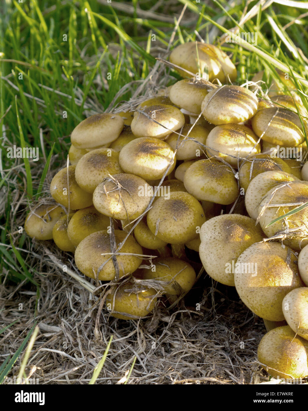 Close up view of the common yellow Russula fungus Stock Photo - Alamy