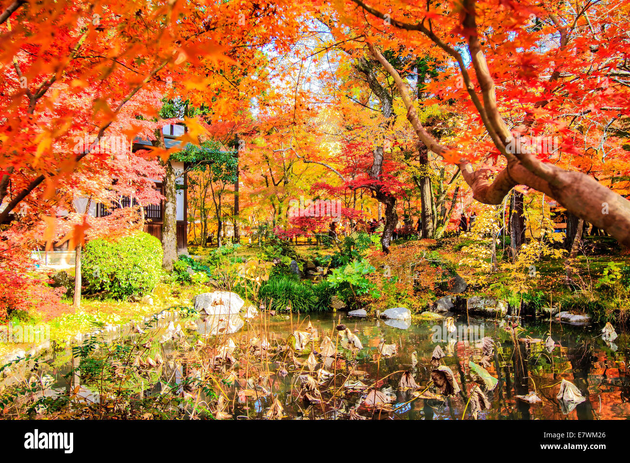 Momiji maple hi-res stock photography and images - Alamy