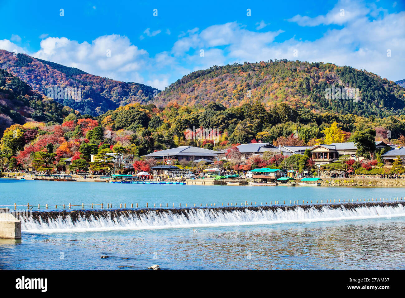 red japanese maple autumn fall , momiji tree in kyoto japan Stock Photo - Alamy