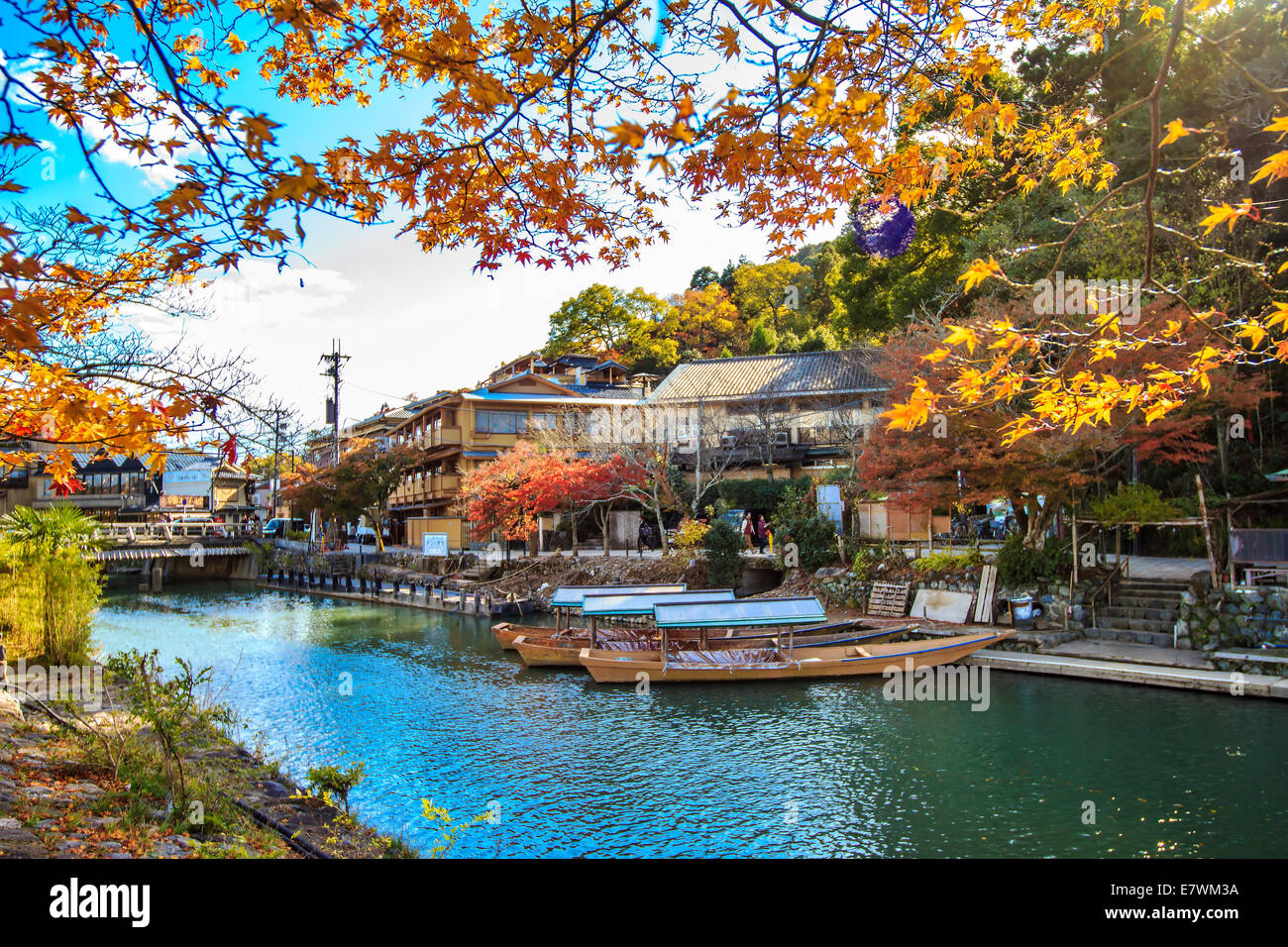 red japanese maple autumn fall , momiji tree in kyoto japan Stock Photo - Alamy