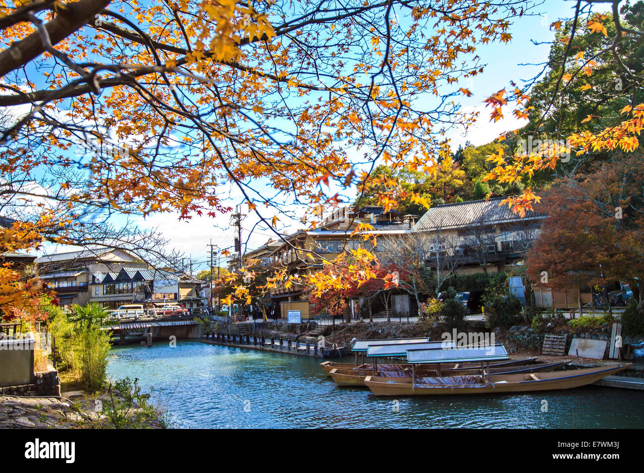 red japanese maple autumn fall , momiji tree in kyoto japan Stock Photo - Alamy