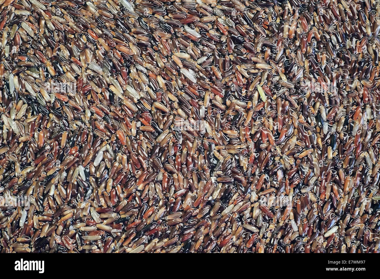 closeup of rice as background or texture Stock Photo - Alamy