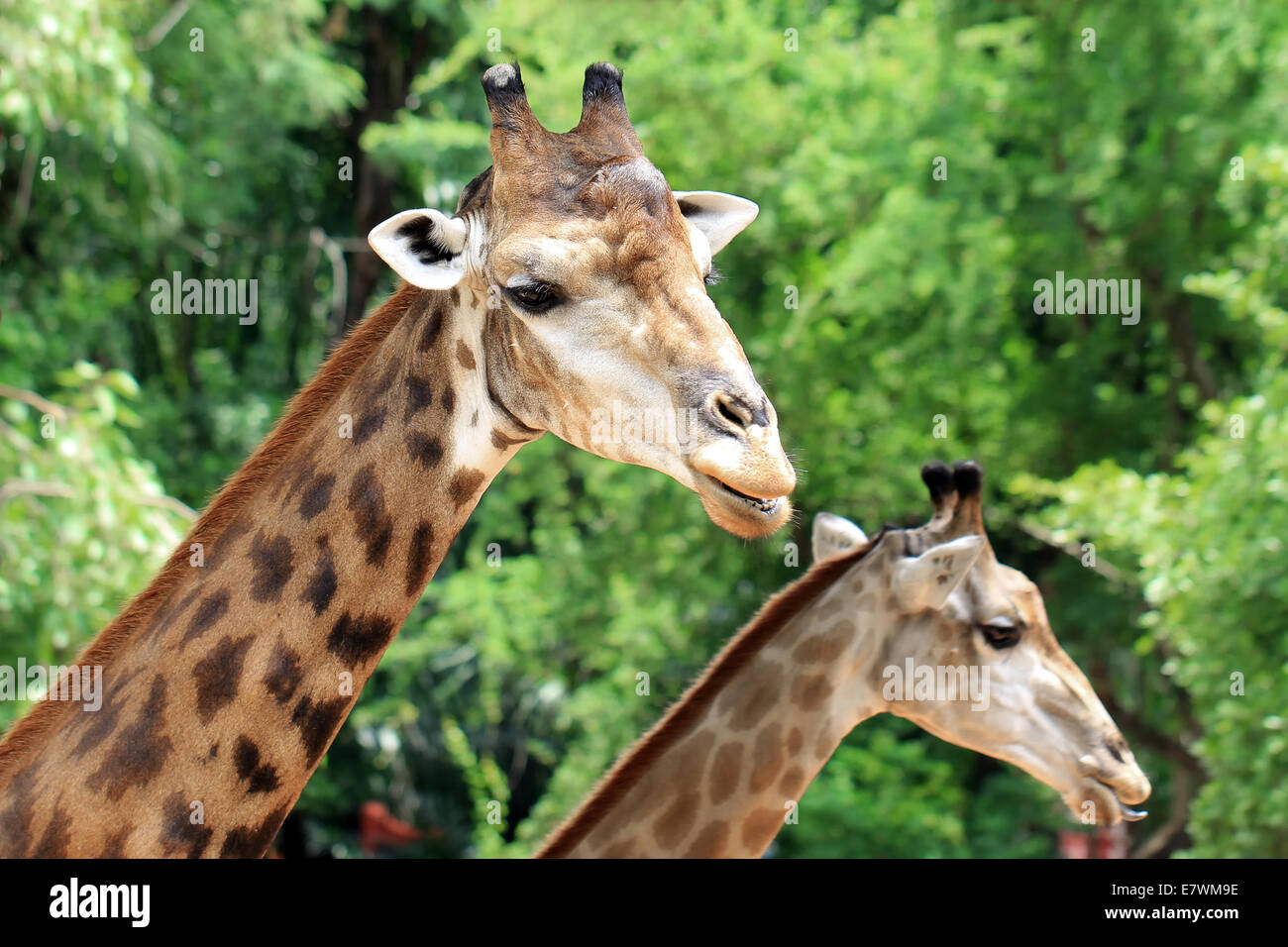 Rare giraffe hi-res stock photography and images - Alamy