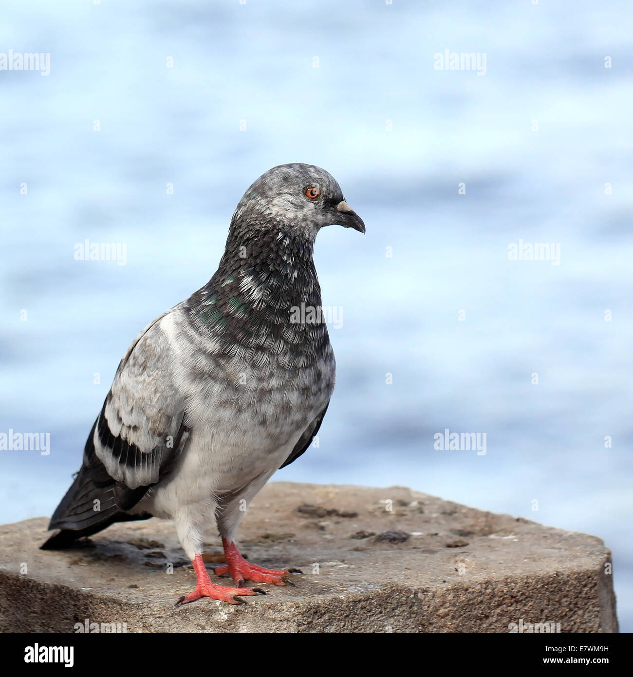 Freedom pigeon on the pole Stock Photo - Alamy