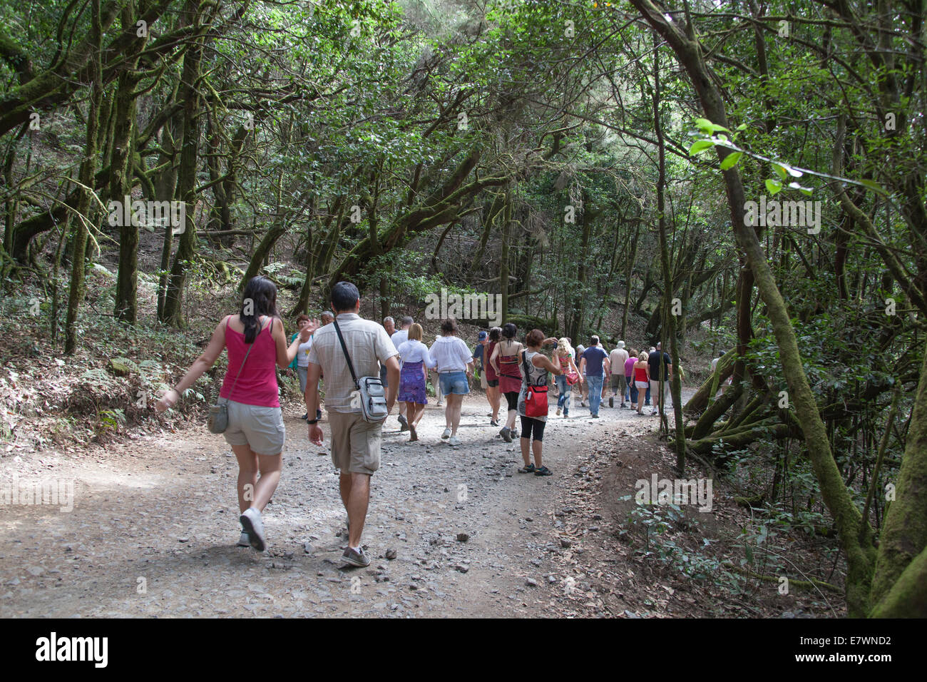 La Gomera valley giant heather pathway steps Stock Photo - Alamy