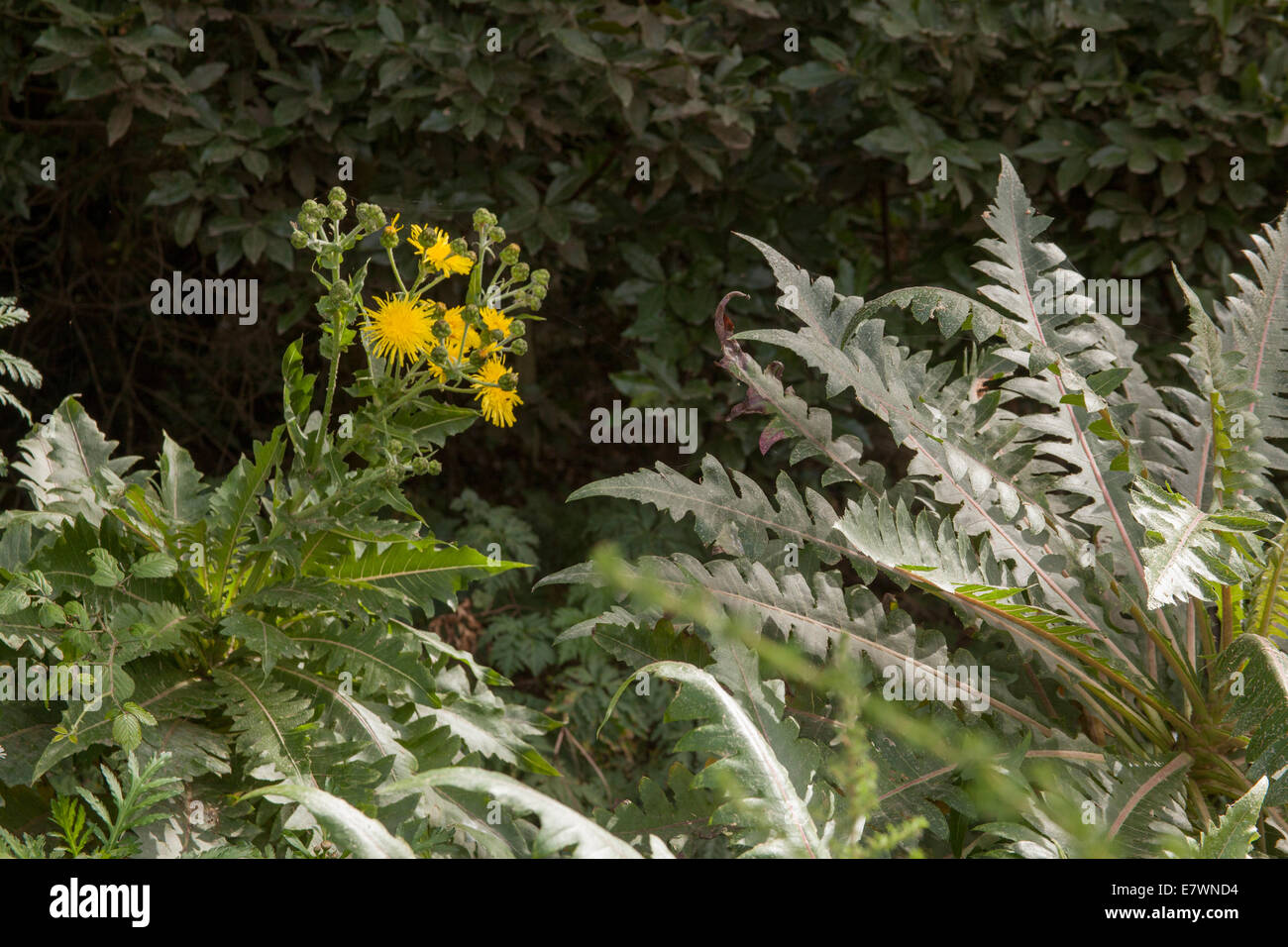 La Gomera valley weeds Stock Photo - Alamy