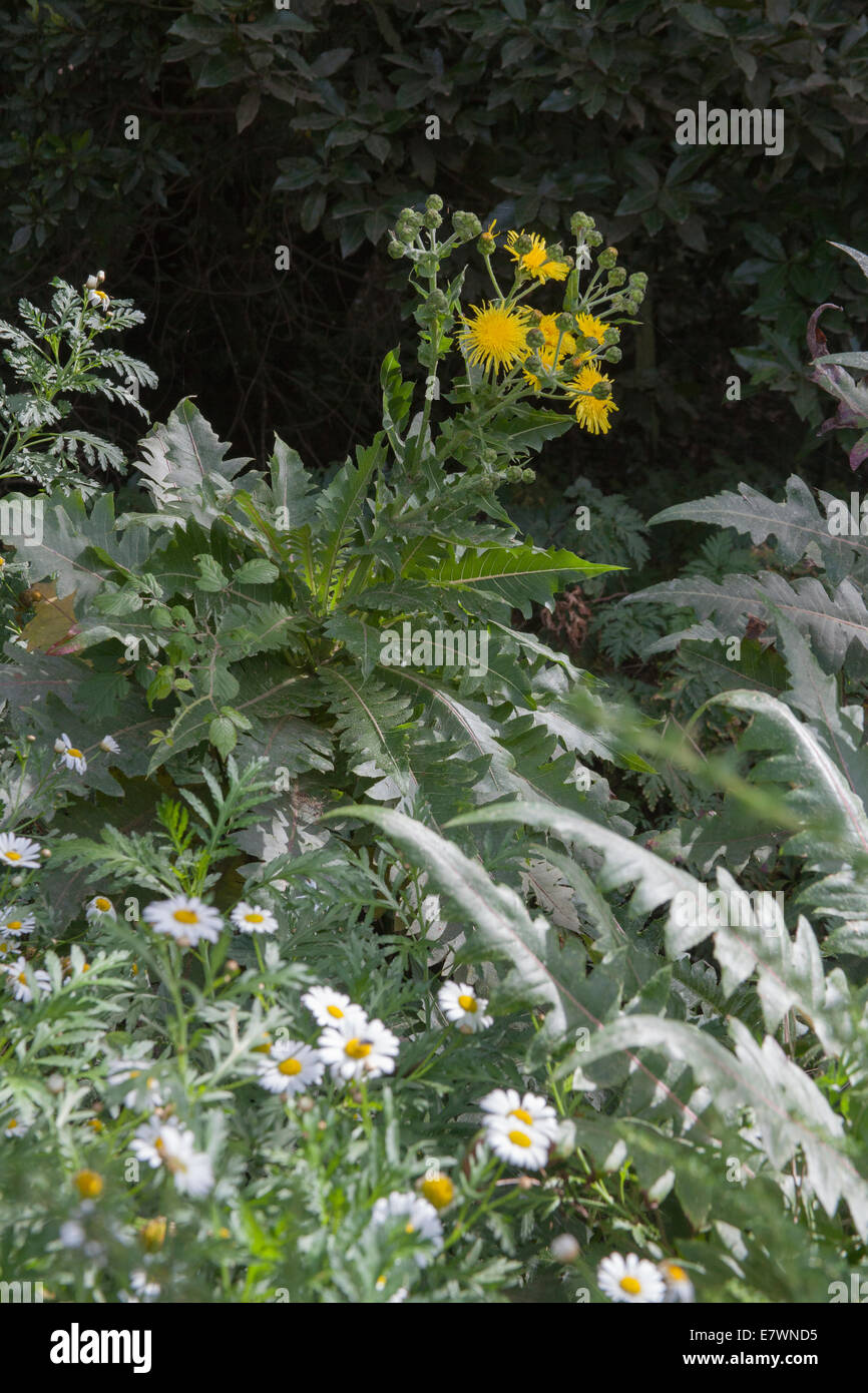 Heather collection hi-res stock photography and images - Alamy