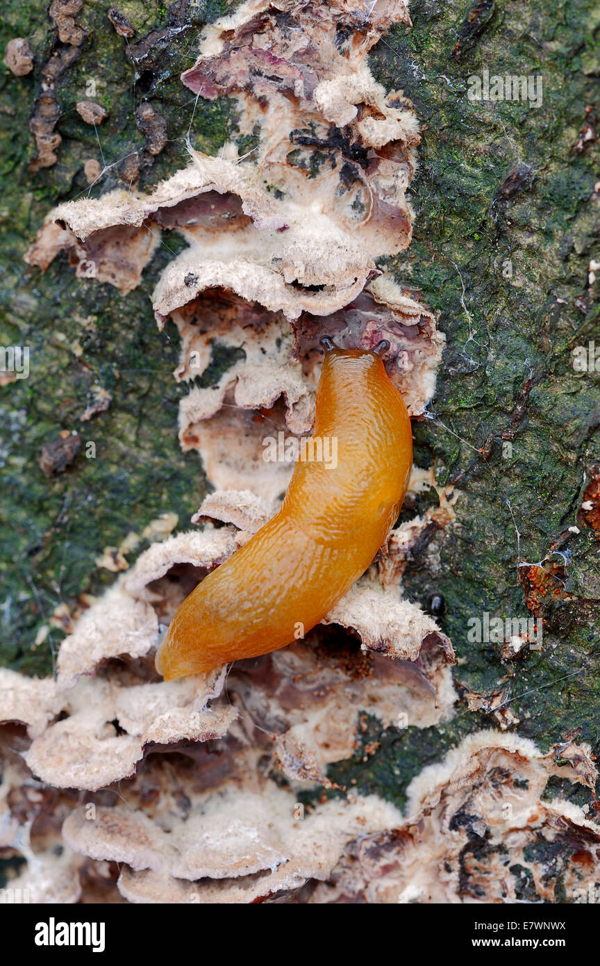Arion intermedius hedgehog slug hi-res stock photography and images - Alamy