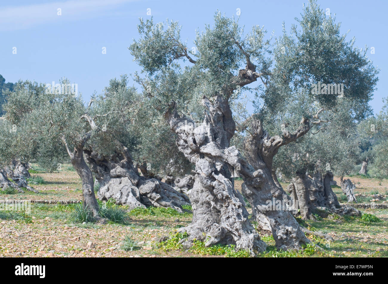 Olive trees deia majorca hi-res stock photography and images - Alamy
