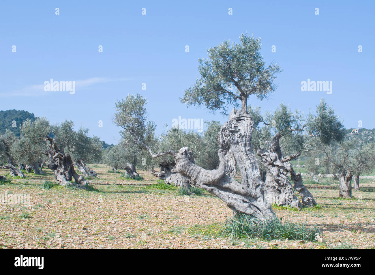 Ancient Olive Trees (Olea europaea), near Deia, Serra de Tramuntana ...