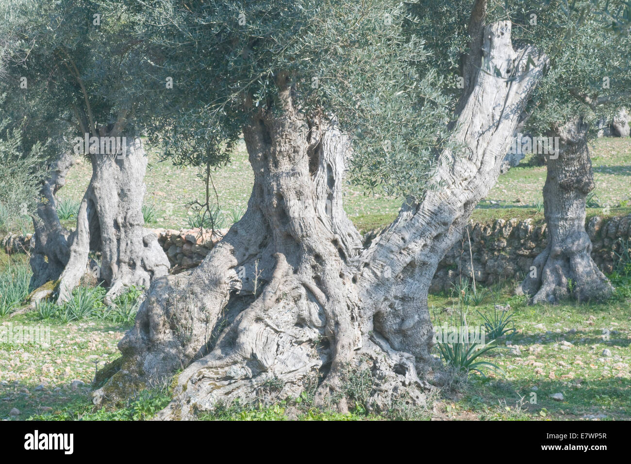 Ancient Olive Trees (Olea europaea), near Deia, Serra de Tramuntana ...