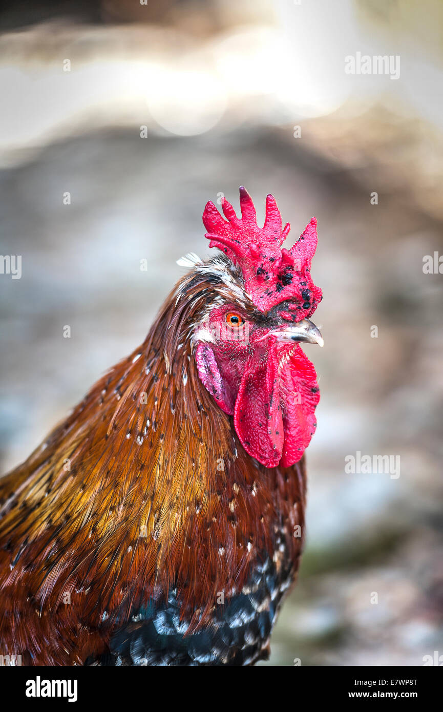 Close-up of brown chicken Stock Photo - Alamy