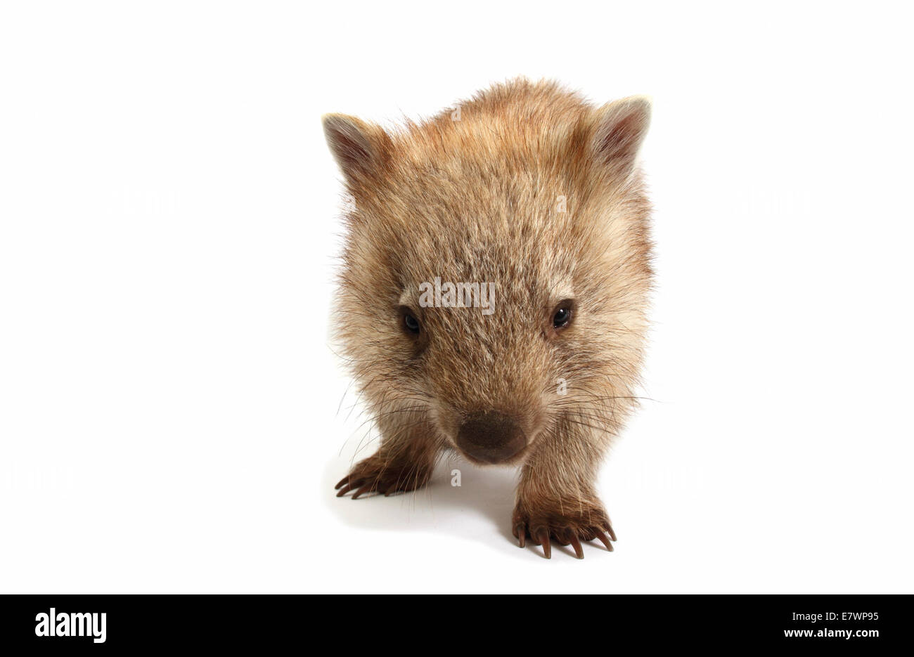 Common wombat hi-res stock photography and images - Alamy