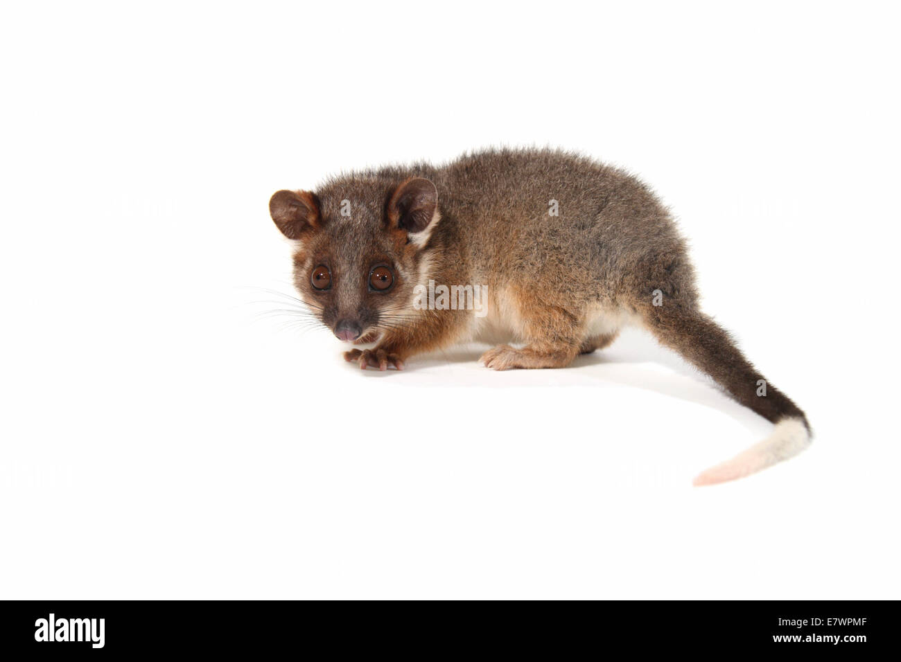 Ringtail Cut Out Stock Images & Pictures - Alamy