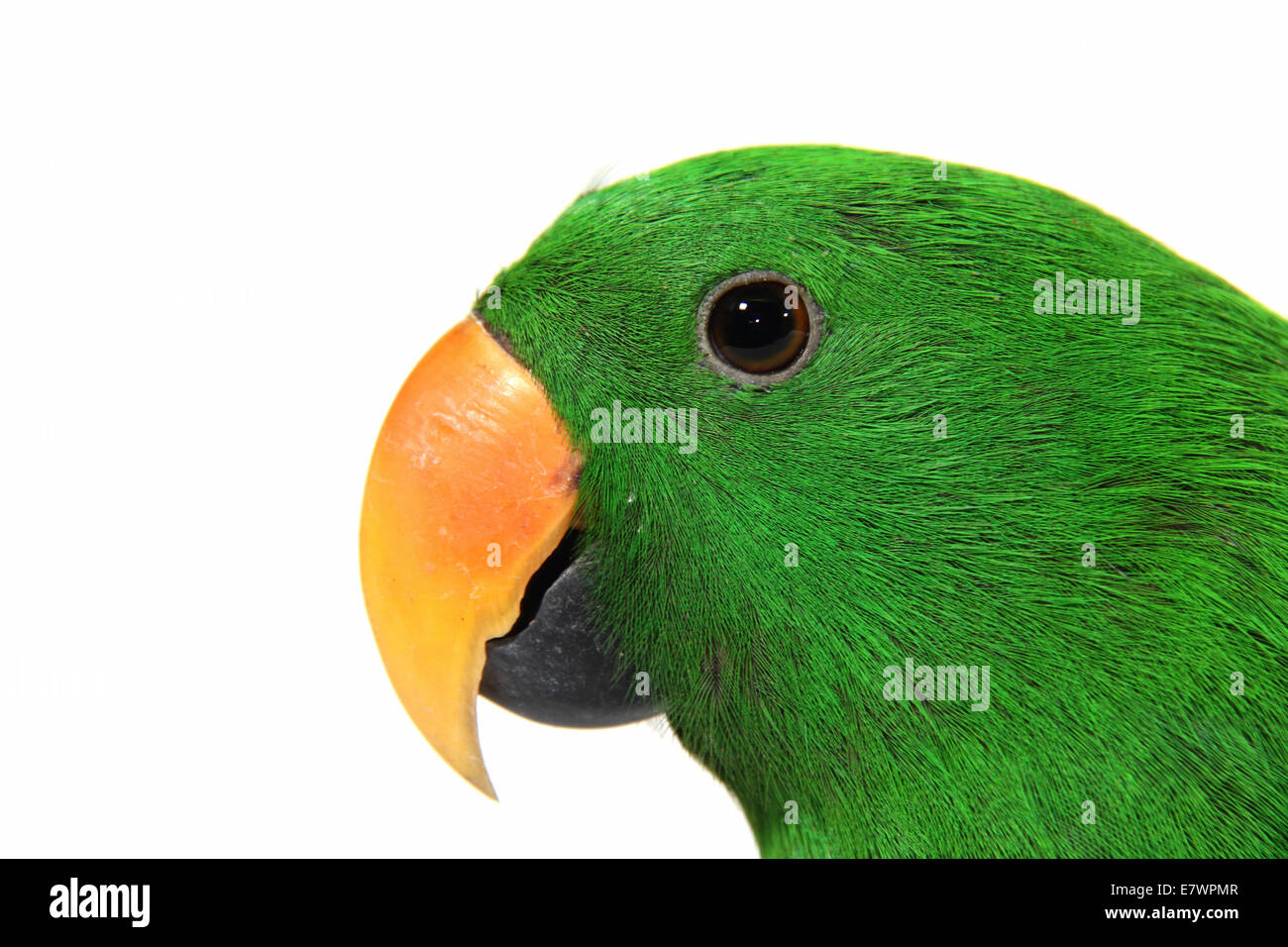 Eclectus Parrot (Eclectus roratus), male, portrait Stock Photo - Alamy