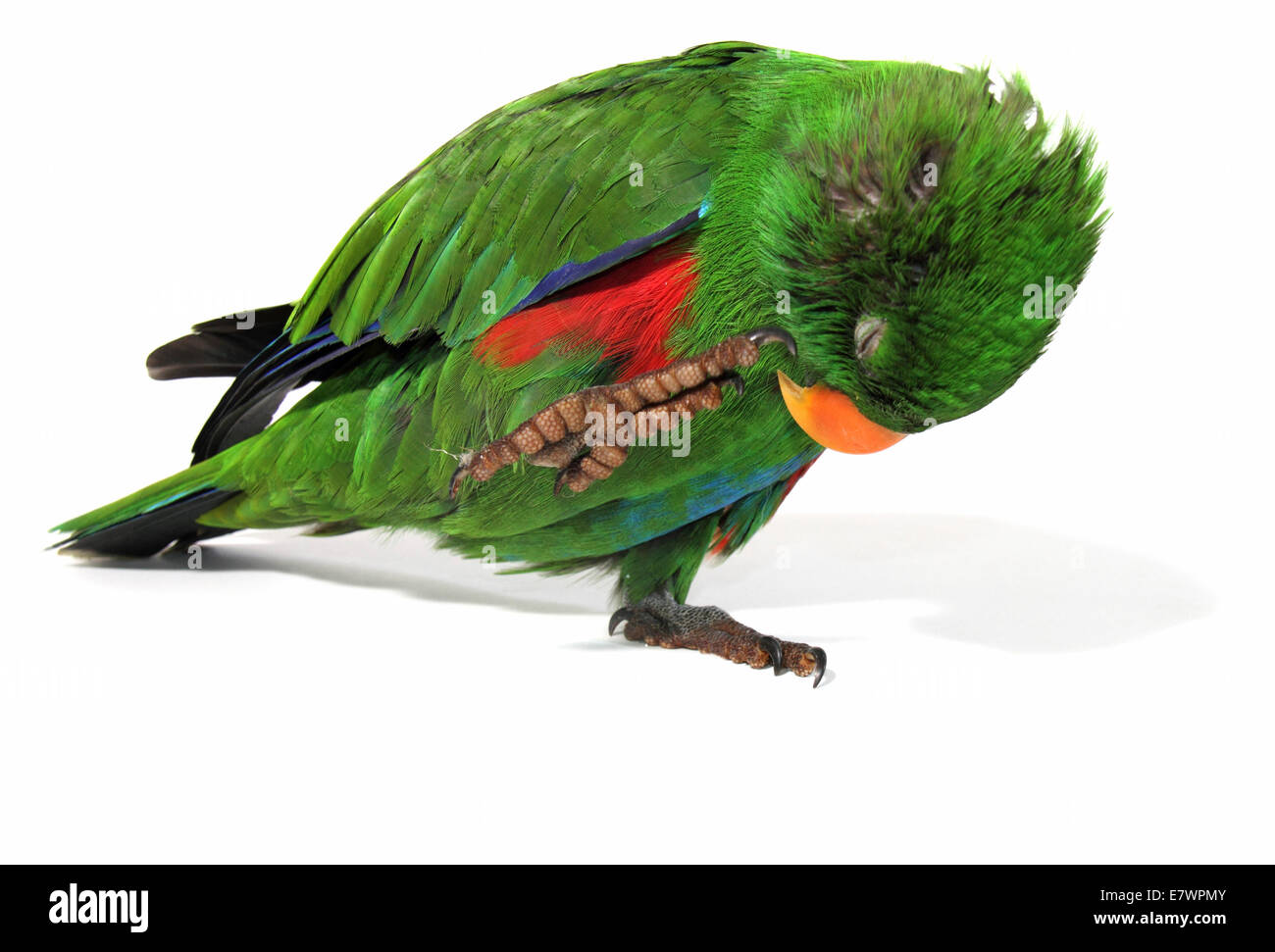 Eclectus Parrot (Eclectus roratus), male, scratching Stock Photo - Alamy