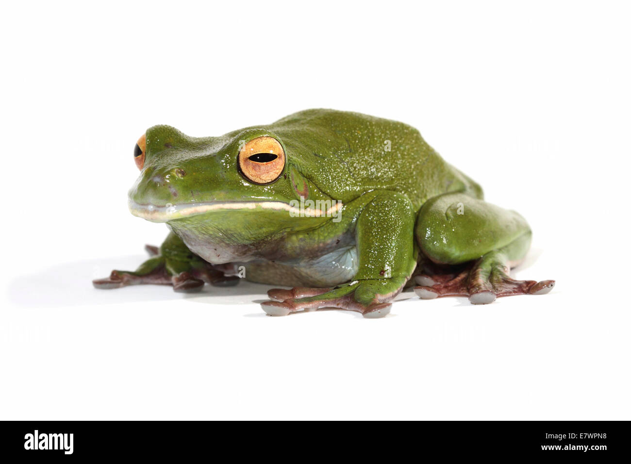 White lipped tree frog litoria infrafrenata Cut Out Stock Images ...