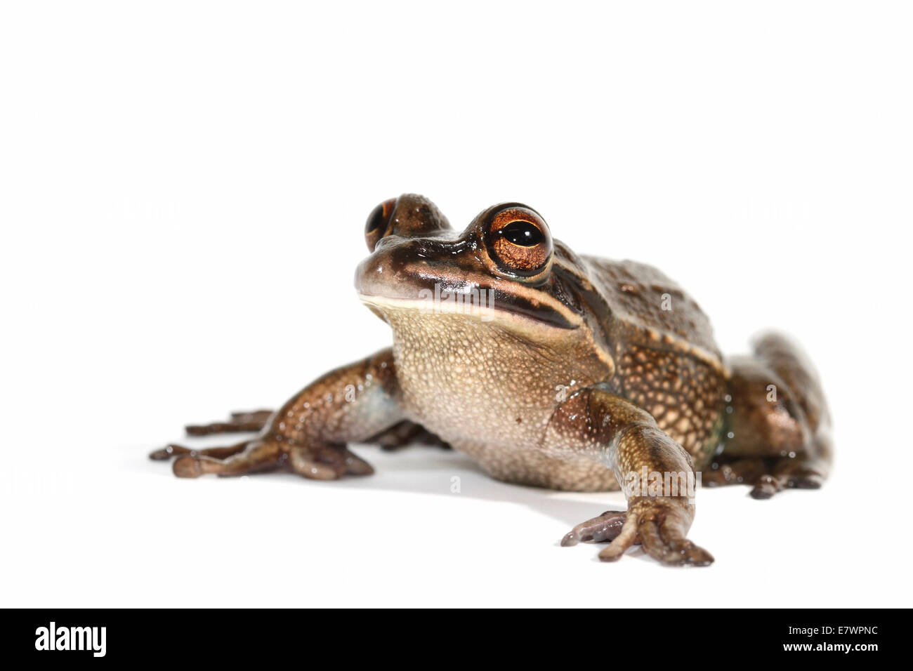Green and Golden Bell Frog (Litoria aurea Stock Photo - Alamy