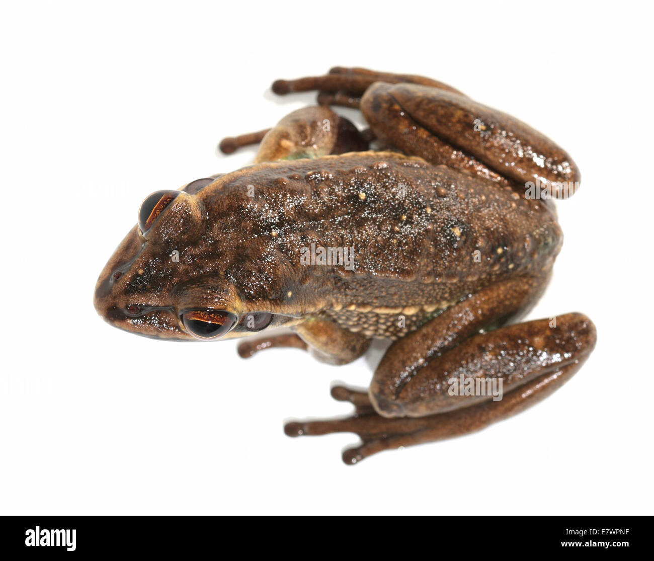 Golden treefrog hi-res stock photography and images - Alamy