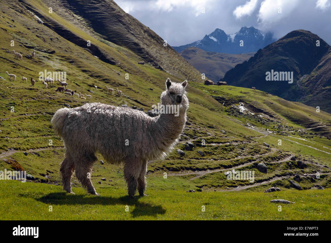 White llama hi-res stock photography and images - Alamy