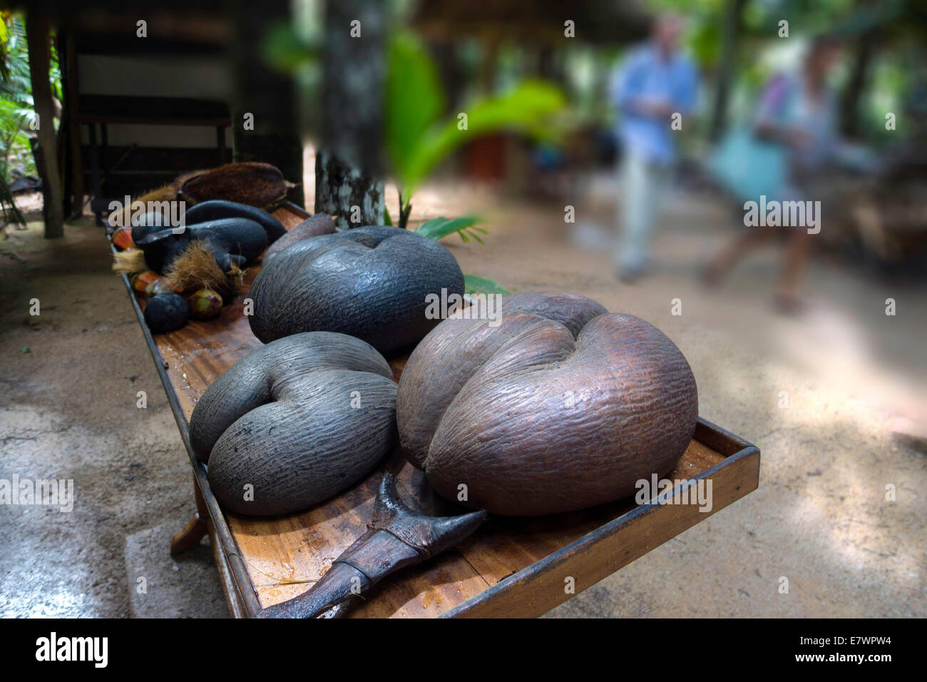 Ripe fruit of the Maldive Coconut or Coco de Mer (Lodoicea maldivica ...