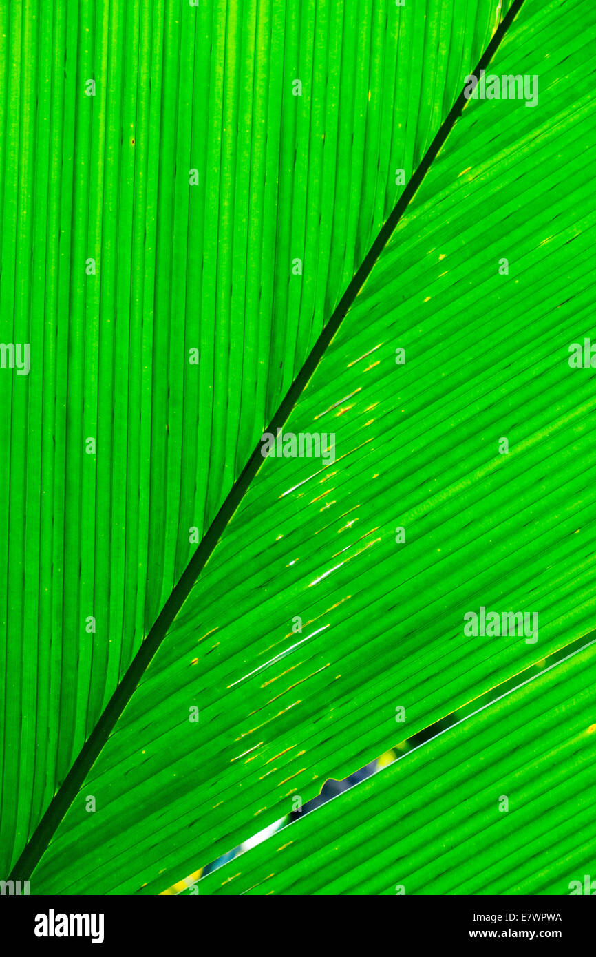 Palm leaf, Maldive Coconut or Coco de Mer (Lodoicea maldivica), an ...