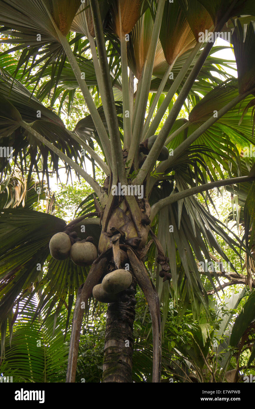 Immature female fruits of the Maldive Coconut or Coco de Mer (Lodoicea ...