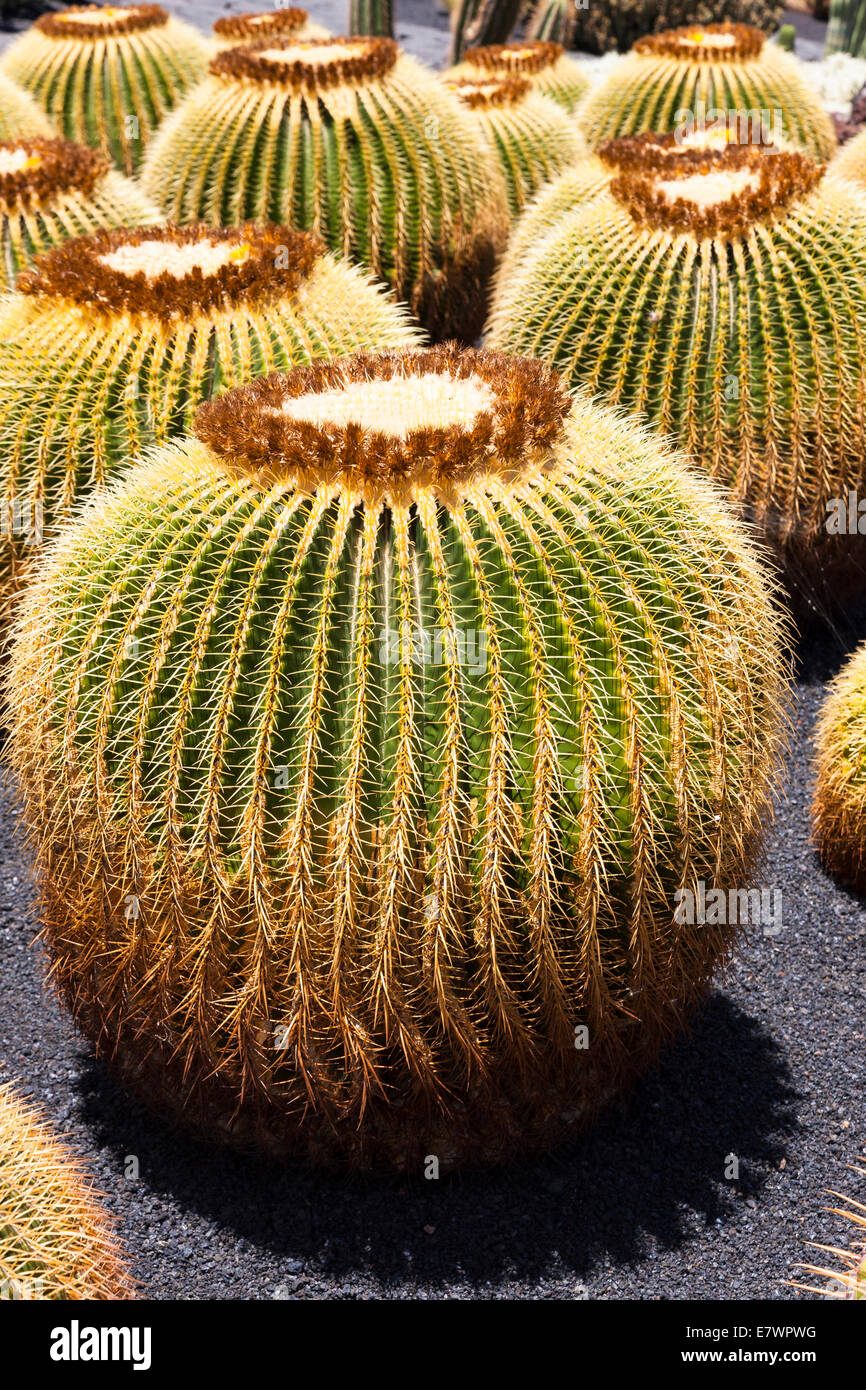 Giant Barrel Cactus (Echinocactus platyacanthus), native to Mexico ...