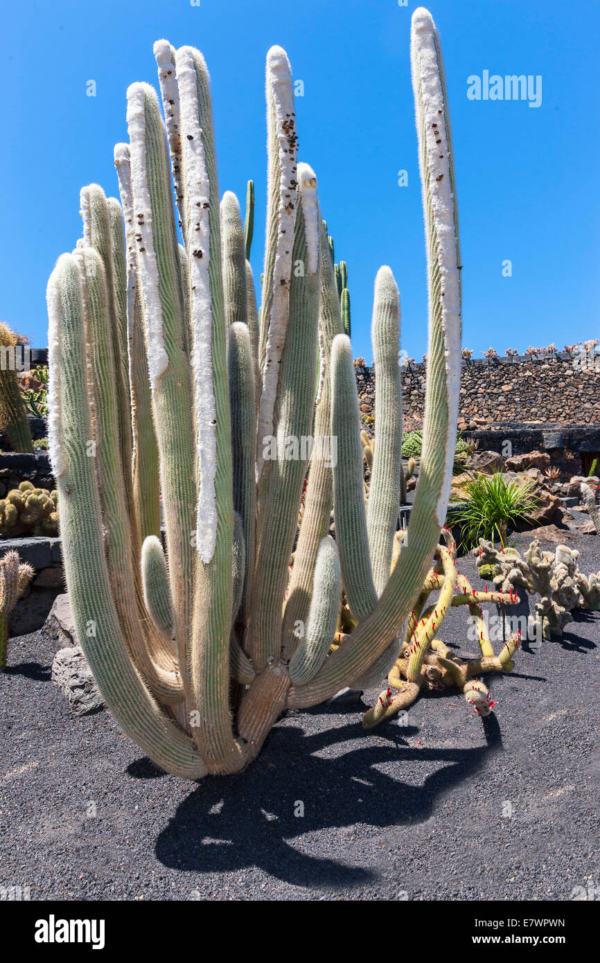Micranthocereus albicephalus cactus, native to Brazil, Lanzarote ...