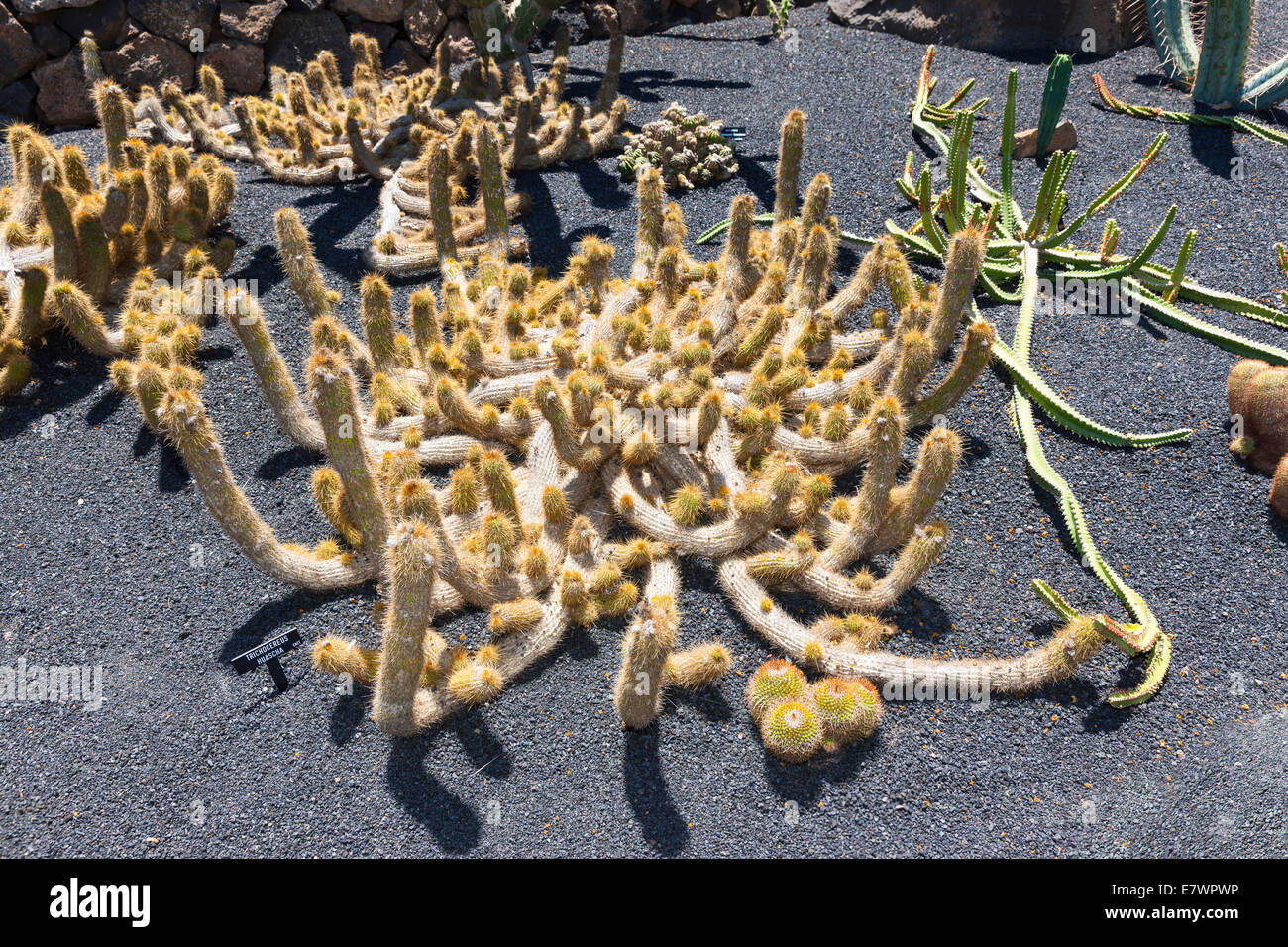 Cleistocactus hi-res stock photography and images - Alamy