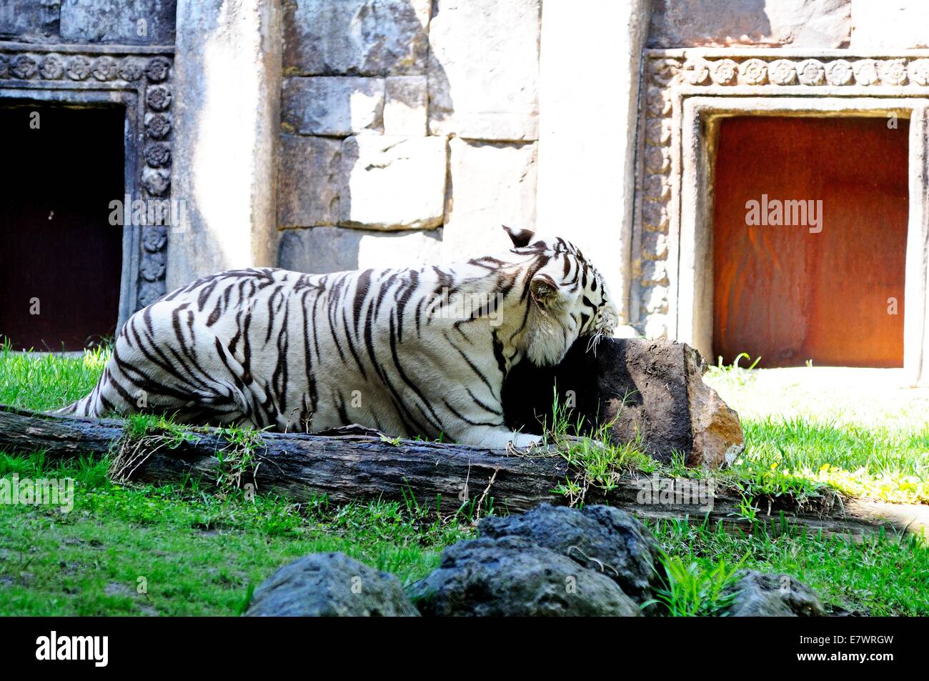 Tiger on a log hi-res stock photography and images - Alamy