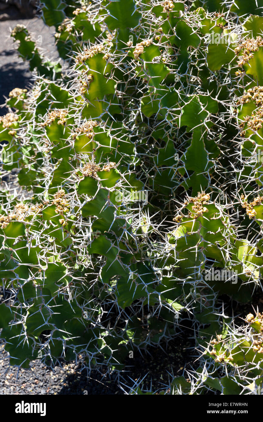 Euphorbia grandicornis, spurge species, native to East Africa Stock ...