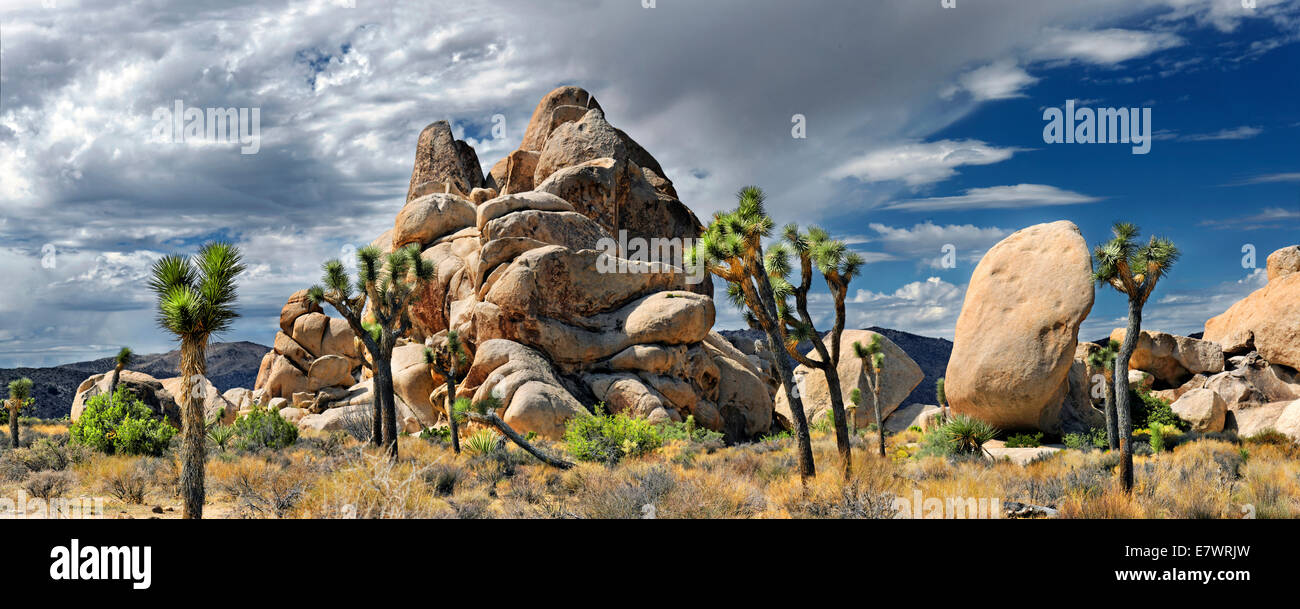 Horror Rocks with Joshua Trees or Palm Tree Yuccas (Yucca brevifolia ...