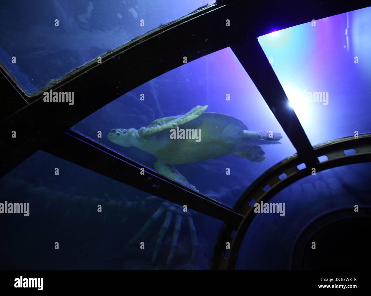 Hunstanton, Norfolk, UK. 23rd Sept, 2014. The Hunstanton Sea Life ...