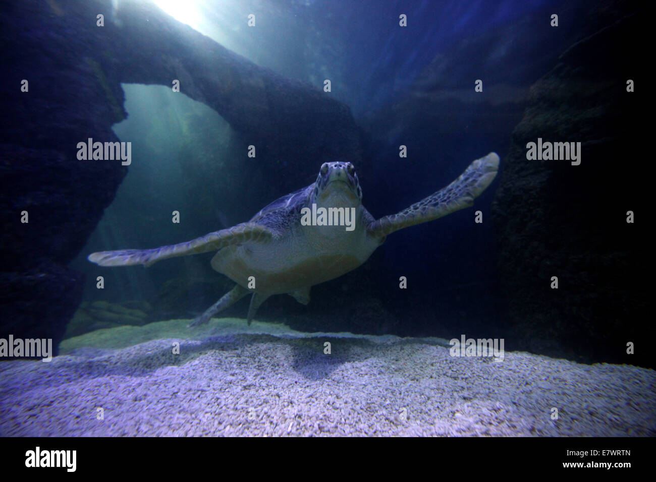 Turtle tank uk hi-res stock photography and images - Alamy