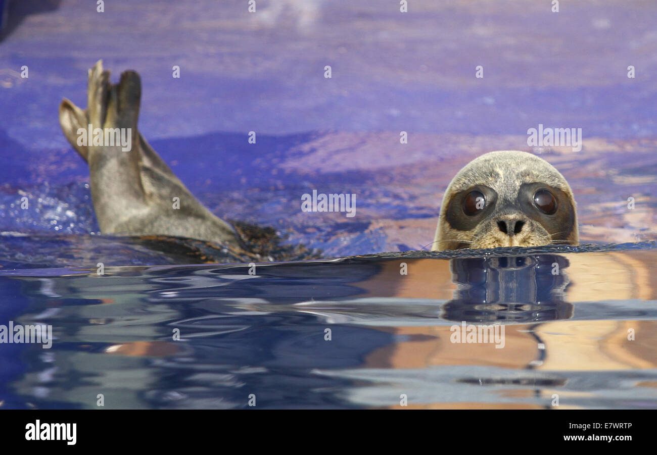 Hunstanton, Norfolk, UK. 23rd Sept, 2014. The Hunstanton Sea Life ...