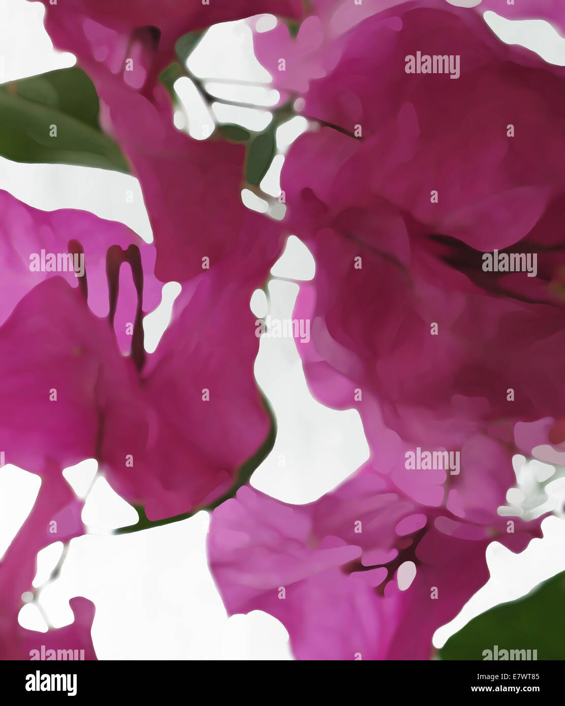 Bougainvillea closeup abstract, digital painting Stock Photo - Alamy