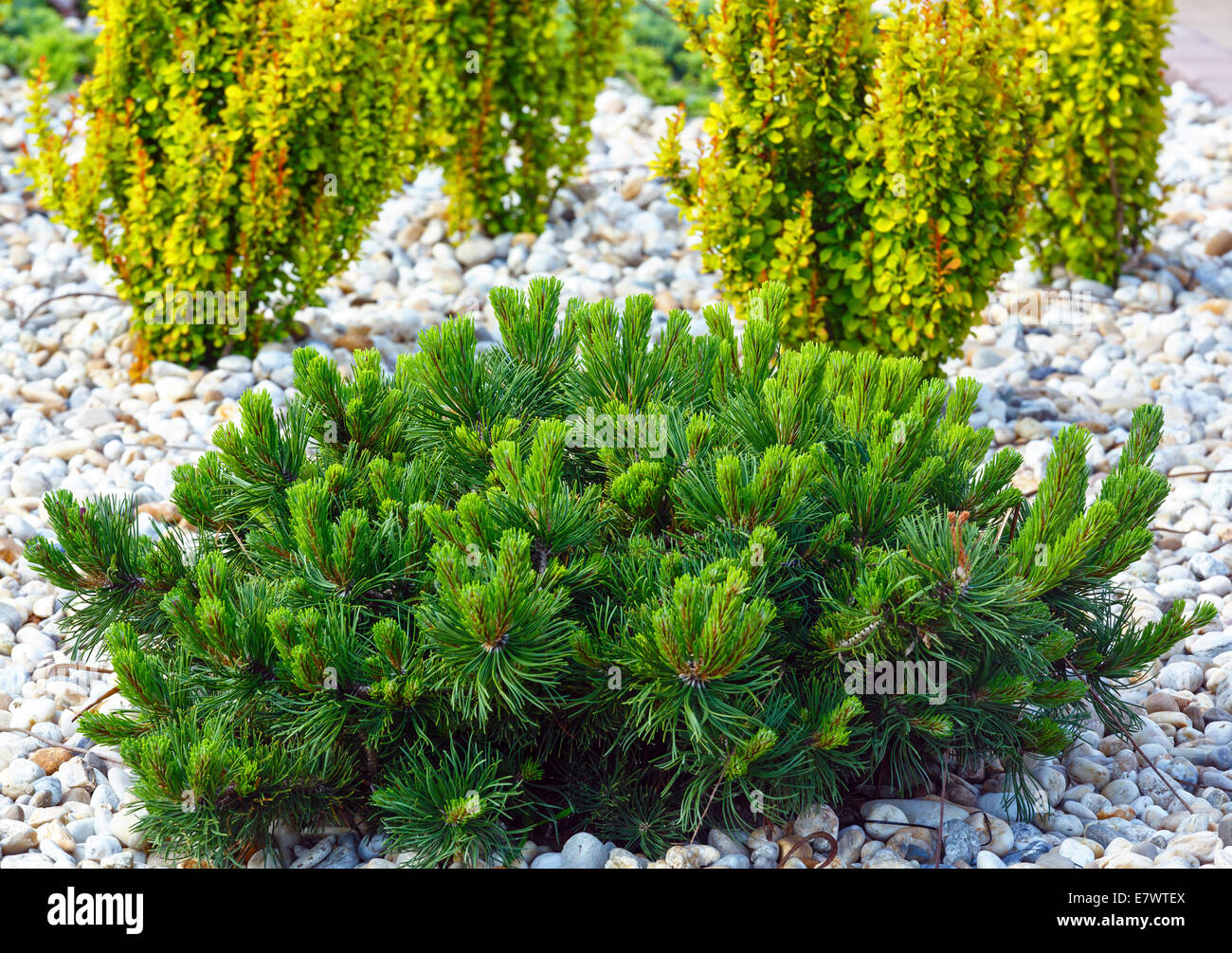 Conifer bushes hi-res stock photography and images - Alamy