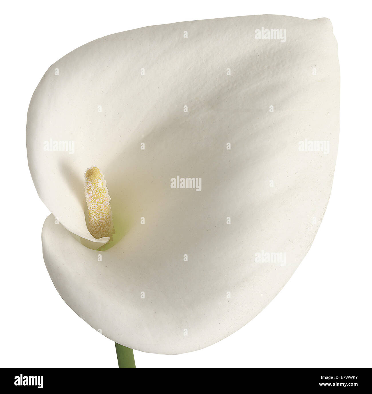 Calla hi-res stock photography and images - Alamy