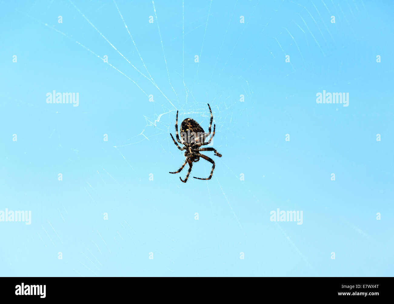 Web cobweb Cut Out Stock Images & Pictures - Alamy