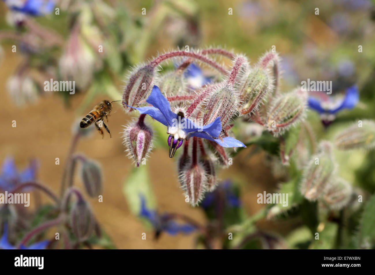 Borage, also known as a starflower, is an annual herb in the flowering ...