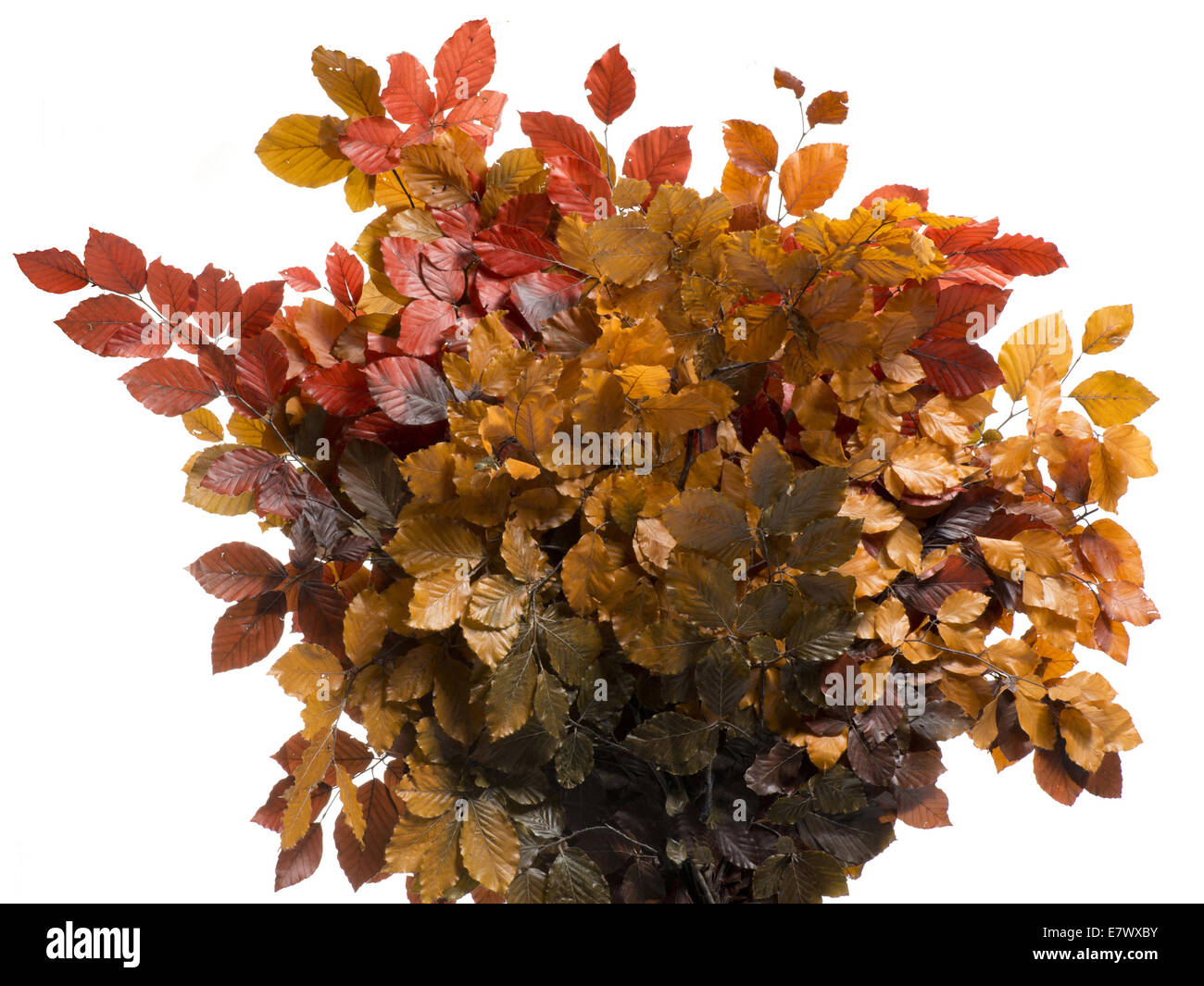 Dried flowers leaves hi-res stock photography and images - Alamy
