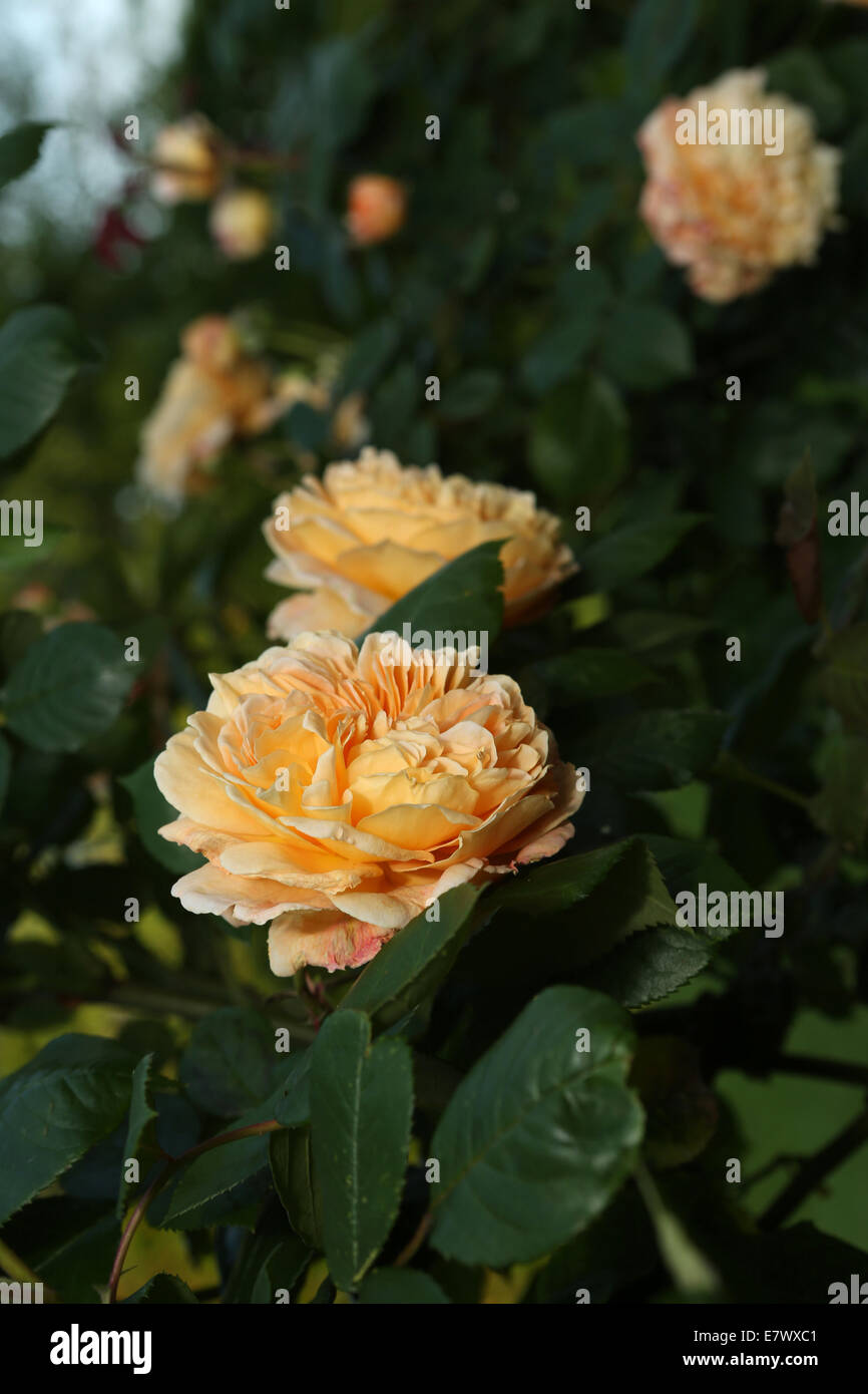 Felicia rose hi-res stock photography and images - Alamy