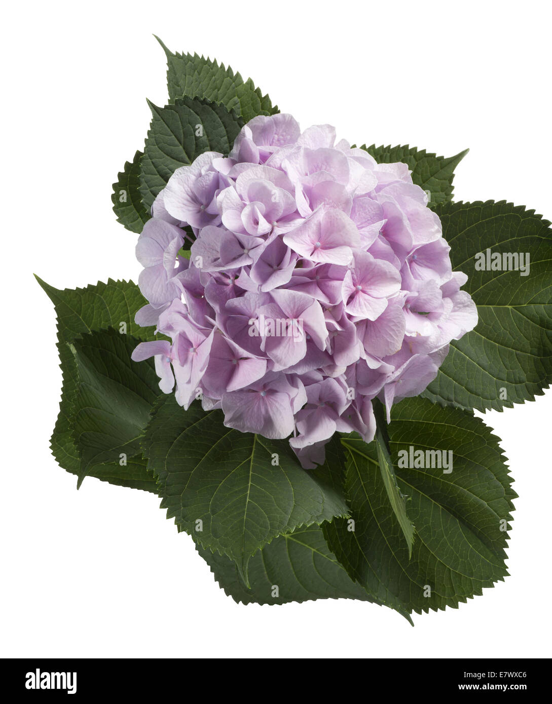 Pink hydrangea hi-res stock photography and images - Alamy