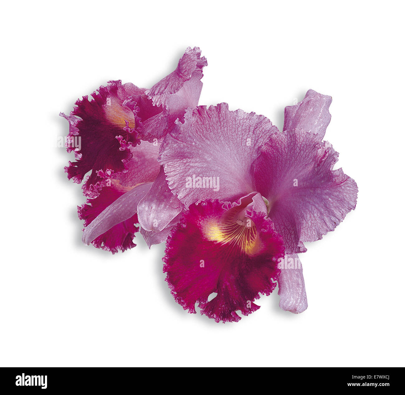 Orchidea dendrobium Cut Out Stock Images & Pictures - Alamy